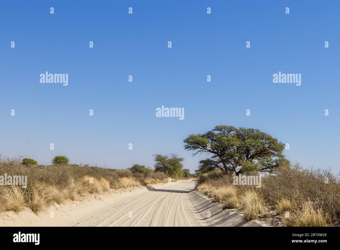 Open dirt road in the Kgalagadi Transfrontier Park, Kalahari, South ...