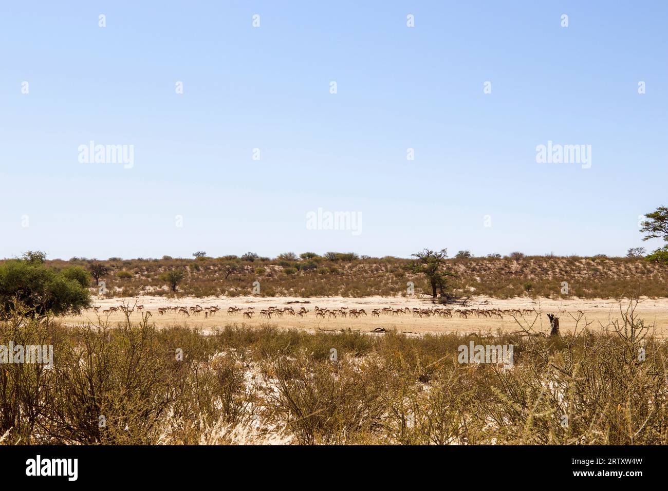 Springbok herd in the Kgalagadi Transfrontier Park, Kalahari, South ...