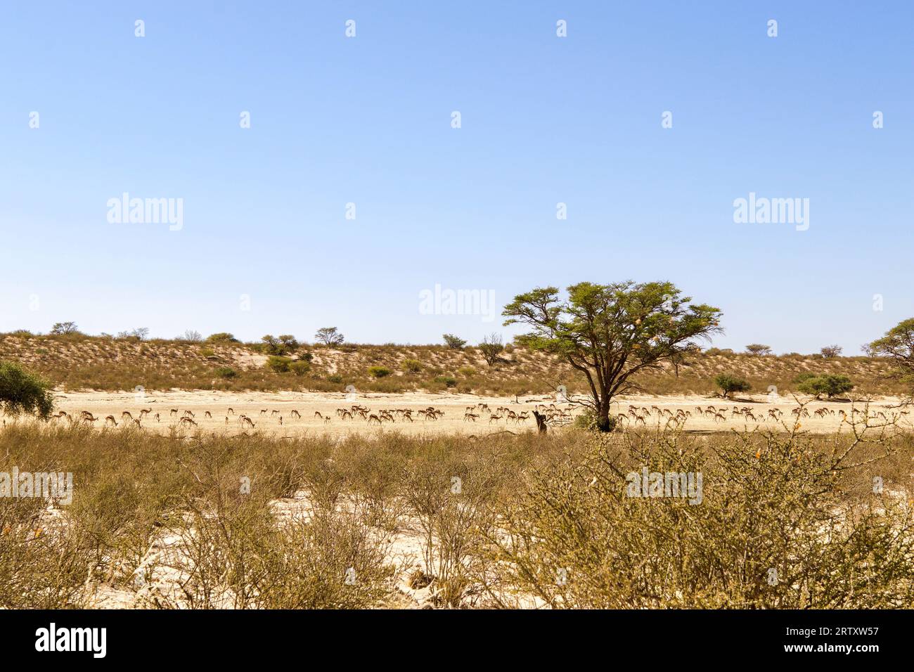 Springbok herd in the Kgalagadi Transfrontier Park, Kalahari, South ...
