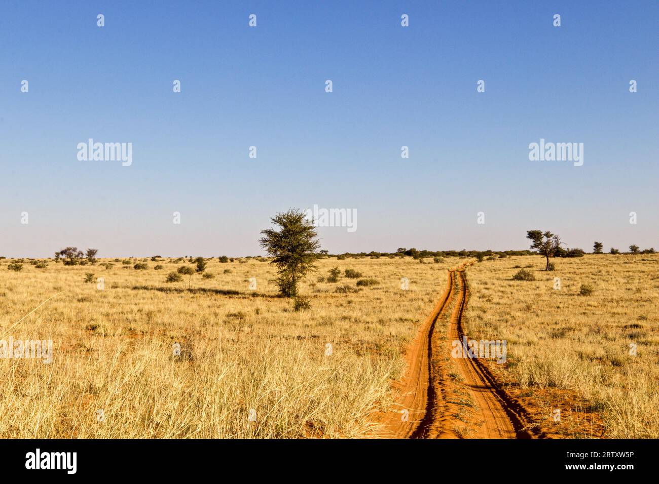 Open dirt road in the Kgalagadi Transfrontier Park, Kalahari, South ...