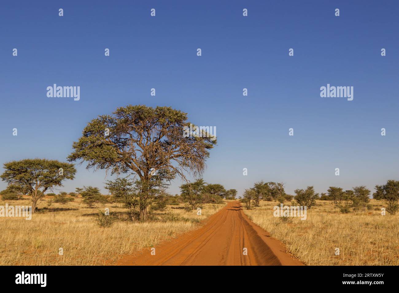 Open dirt road in the Kgalagadi Transfrontier Park, Kalahari, South ...