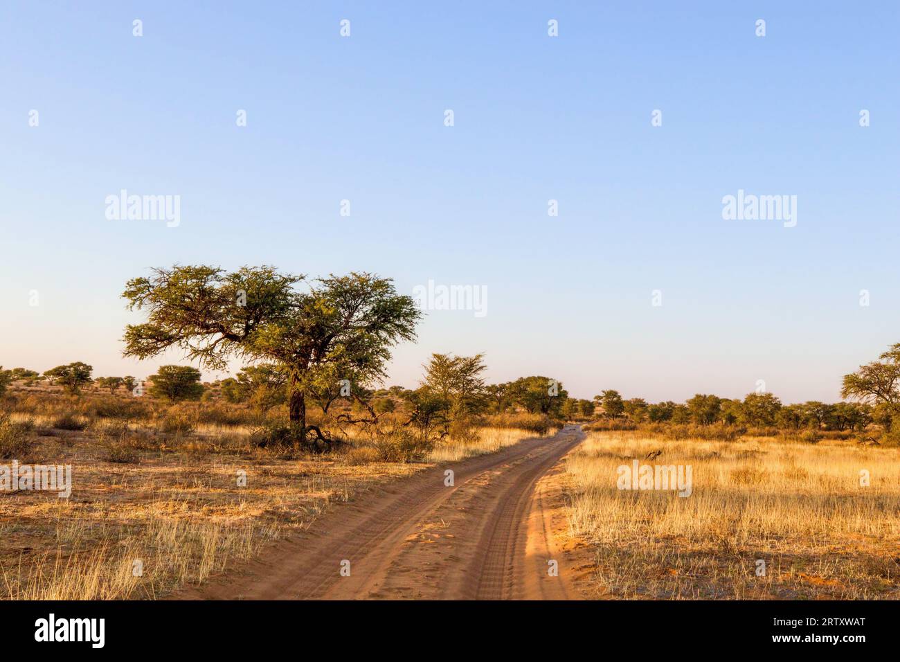 Open dirt road in the Kgalagadi Transfrontier Park, Kalahari, South ...
