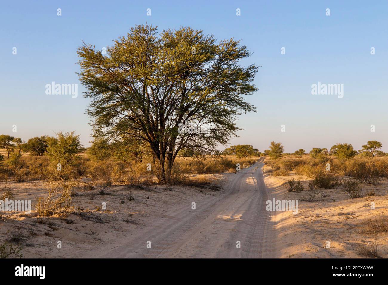 Open dirt road in the Kgalagadi Transfrontier Park, Kalahari, South ...