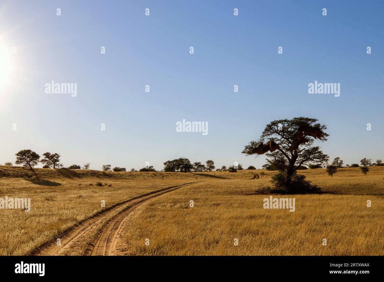 Open dirt road in the Kgalagadi Transfrontier Park, Kalahari, South ...
