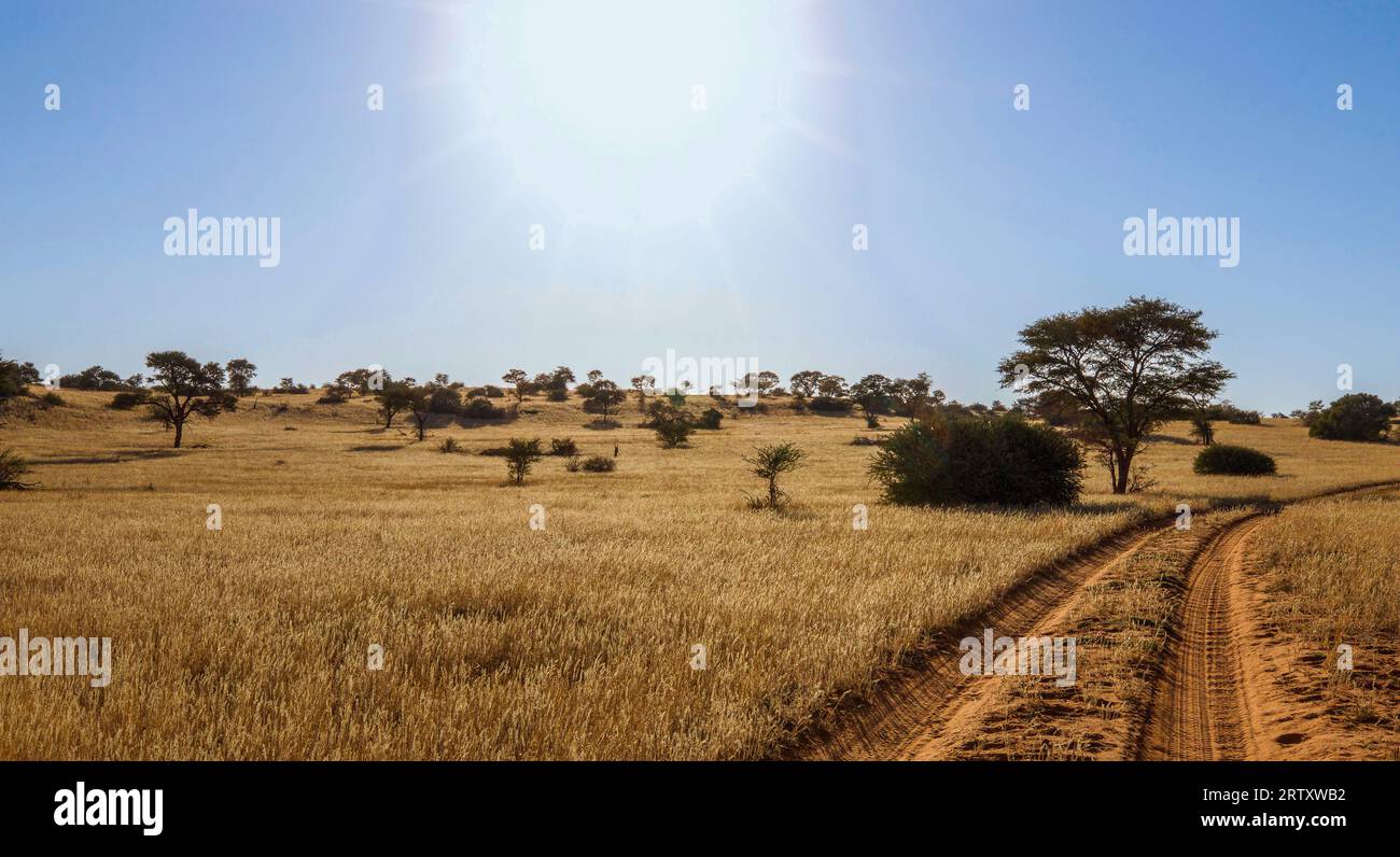 Open dirt road in the Kgalagadi Transfrontier Park, Kalahari, South ...