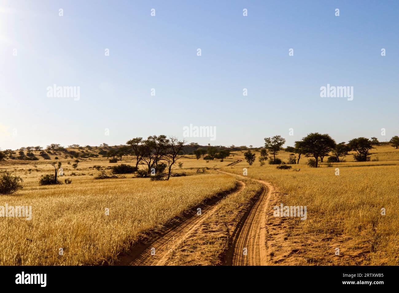 Open dirt road in the Kgalagadi Transfrontier Park, Kalahari, South ...