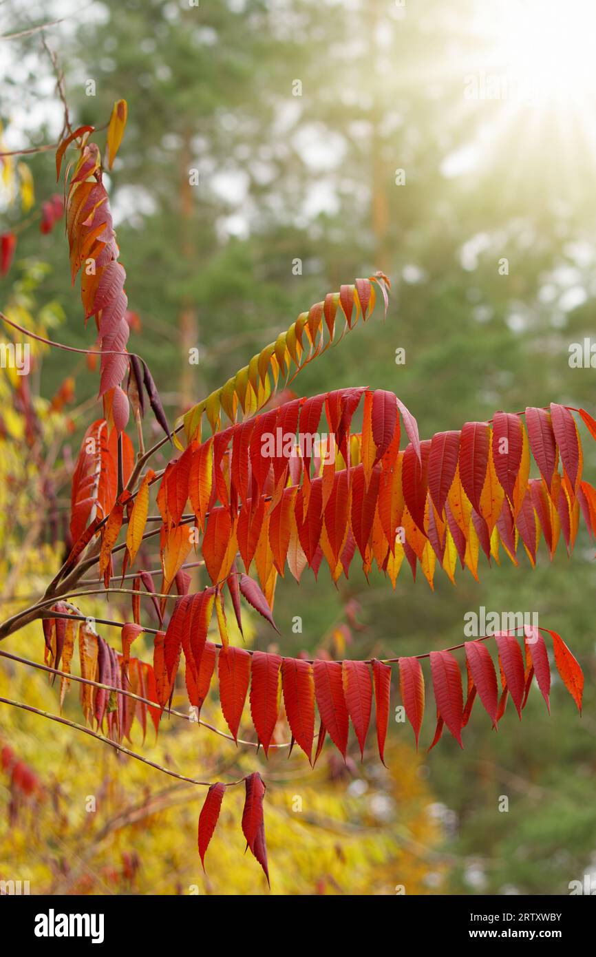 Autumn colored trees and leaves of Rhus typhina, the staghorn sumac ...