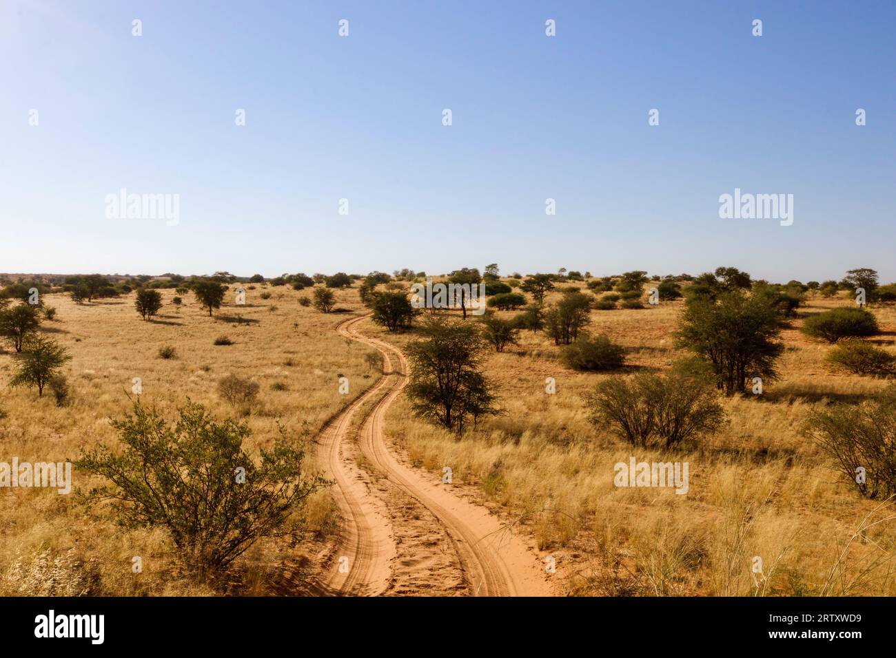 Open dirt road in the Kgalagadi Transfrontier Park, Kalahari, South ...