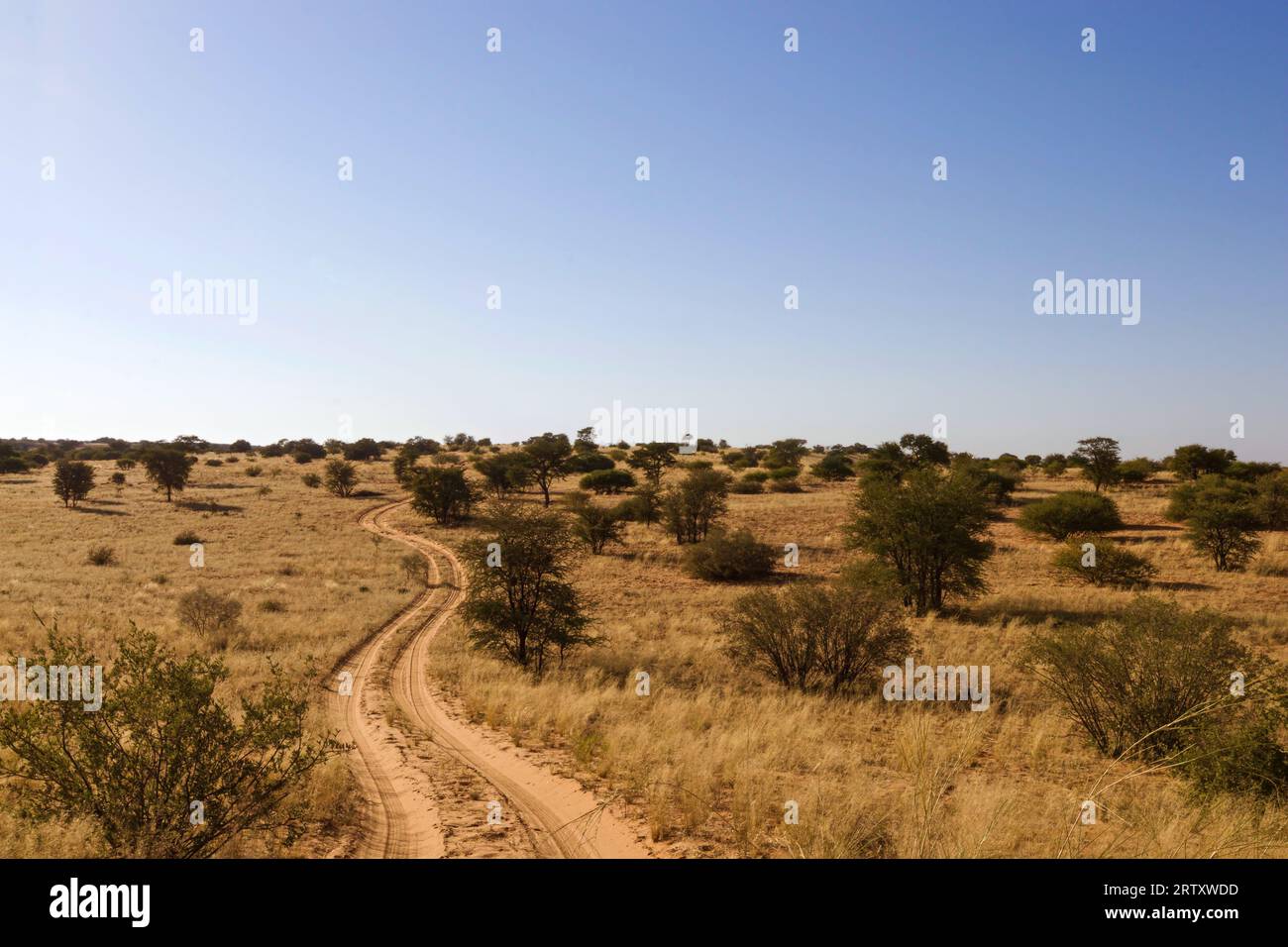 Open dirt road in the Kgalagadi Transfrontier Park, Kalahari, South ...