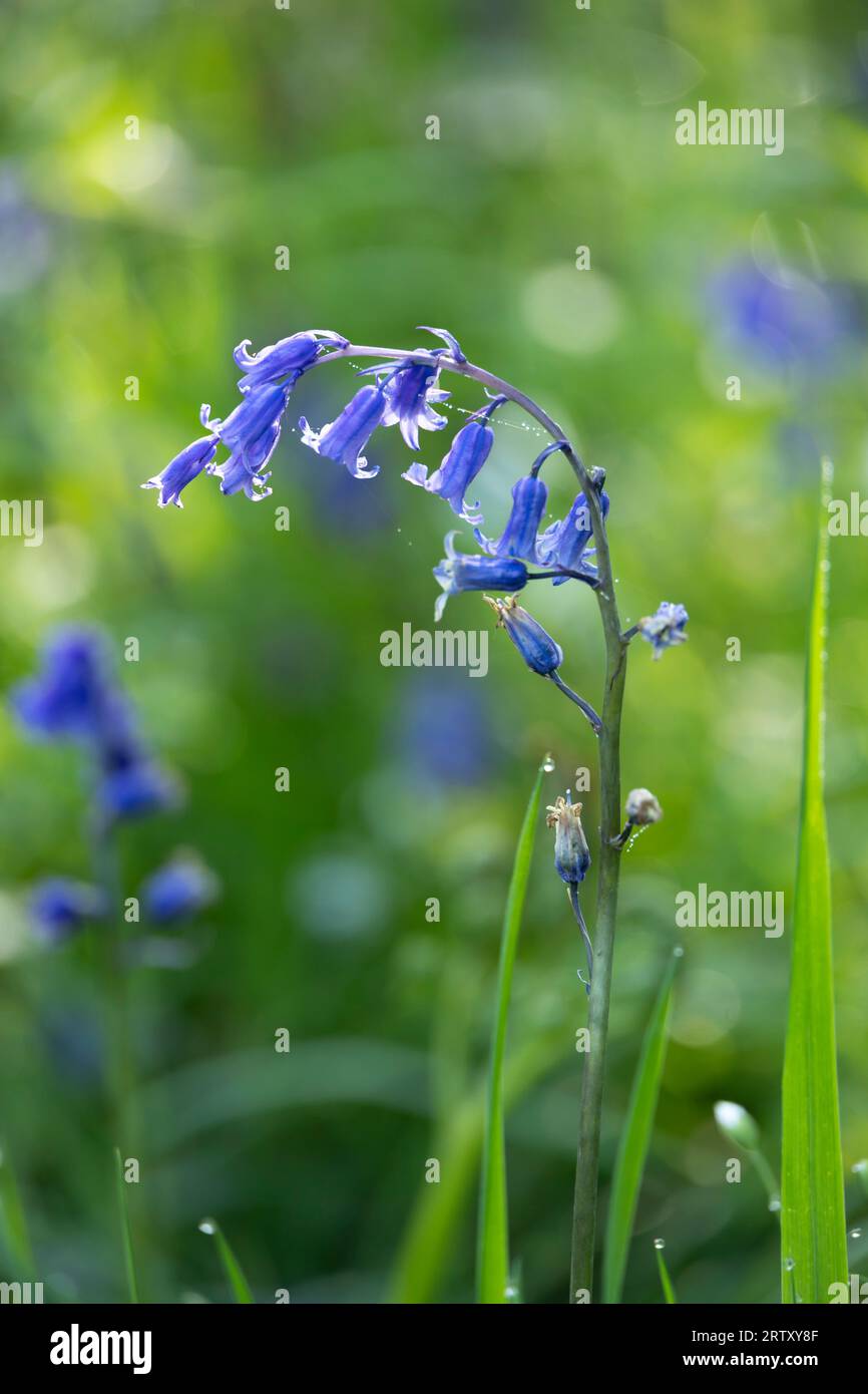 Native british wild bluebell hi-res stock photography and images - Alamy