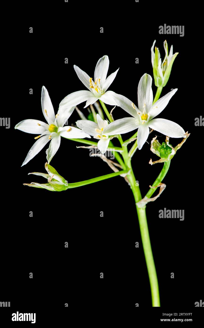 Umbel botany hi-res stock photography and images - Alamy