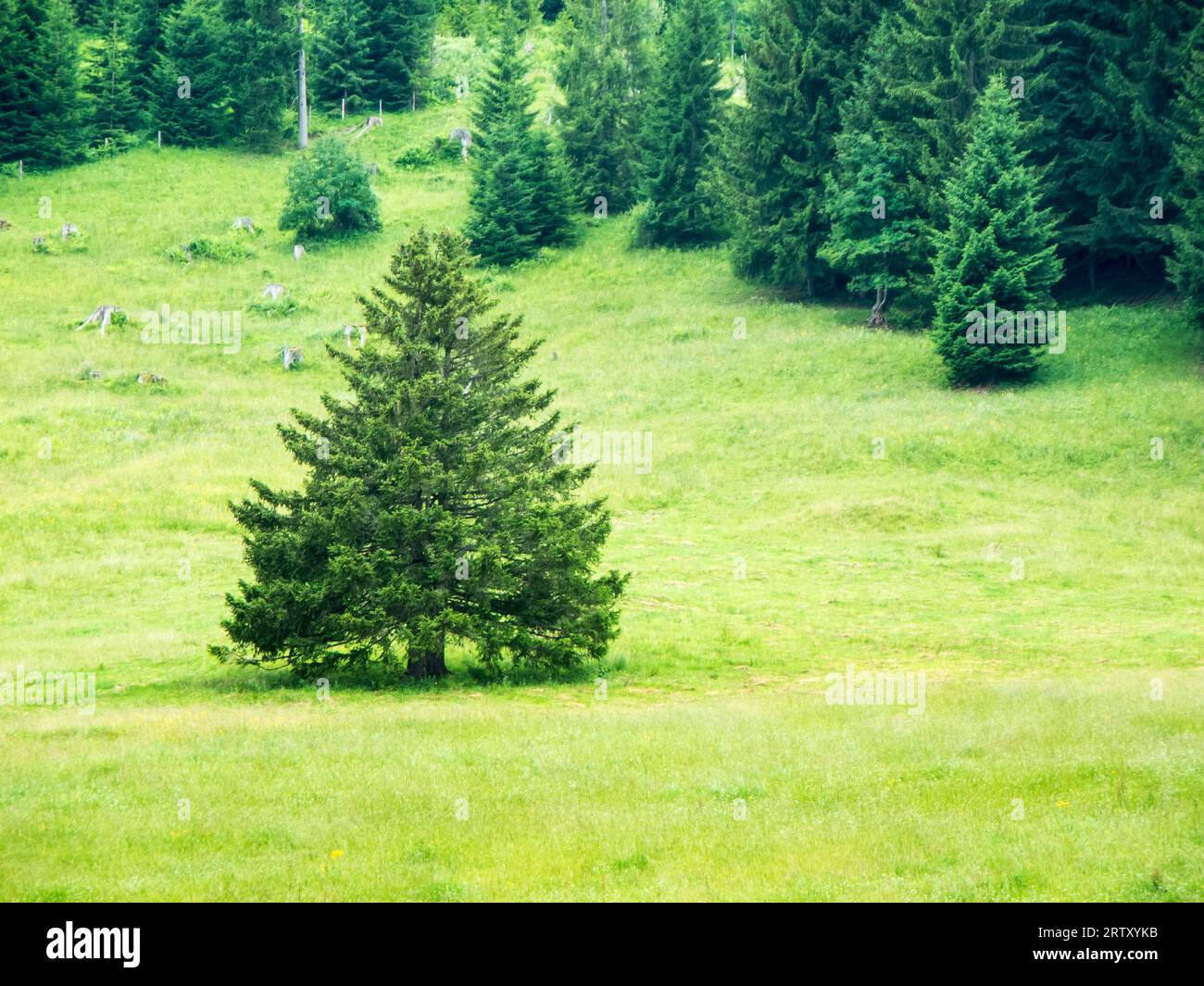 Single conifer tree hi-res stock photography and images - Alamy