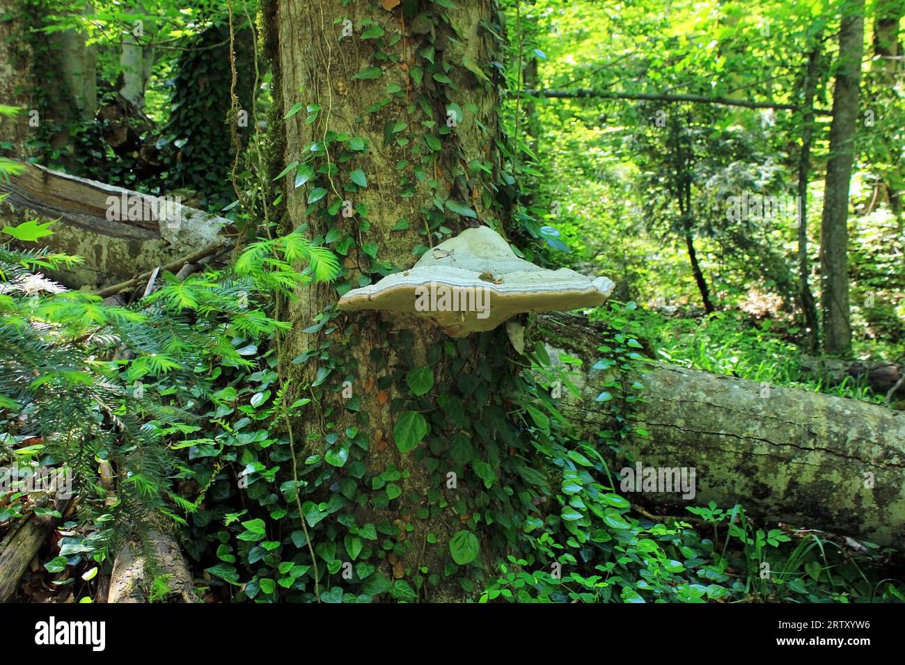 Mushroom parasite on a tree in the forest Stock Photo - Alamy