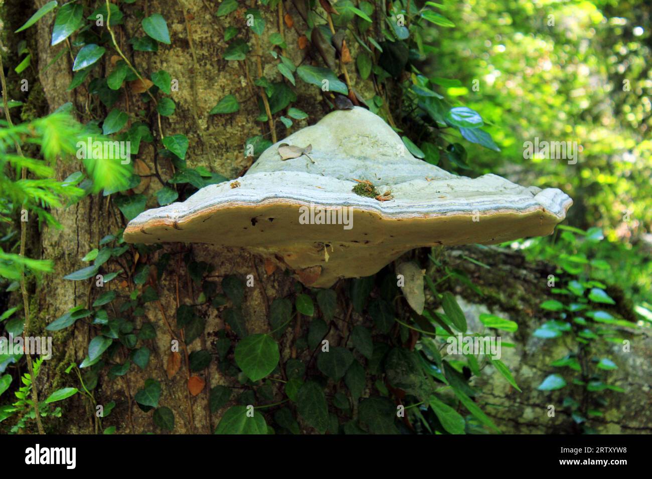 Mushroom parasite on a tree in the forest Stock Photo - Alamy