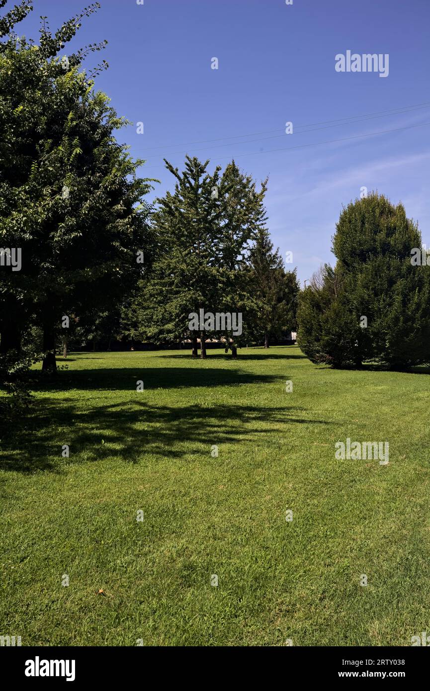 Lawn with trees on a clear sunny day Stock Photo - Alamy