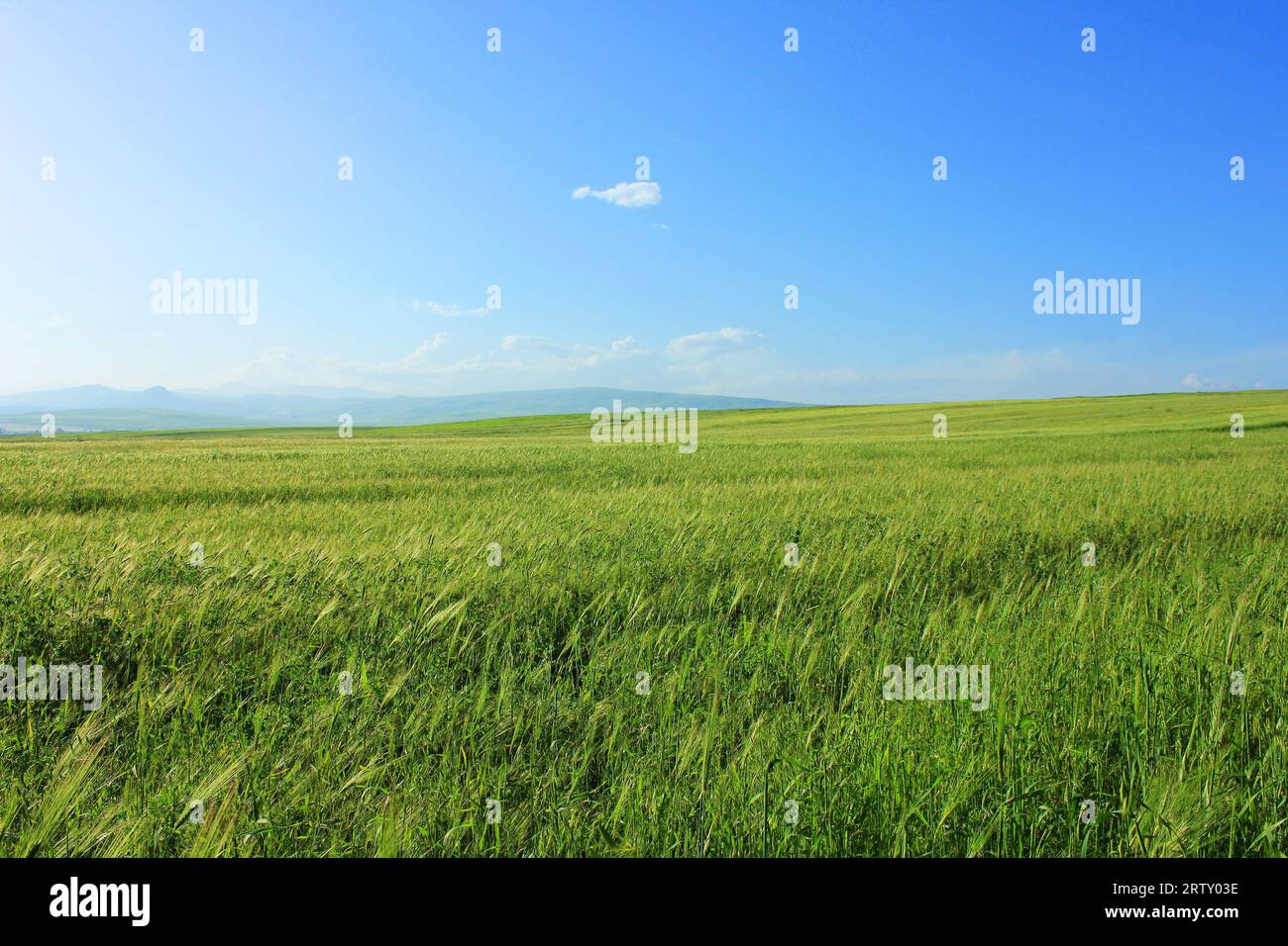 Large rural field fresh grass hi-res stock photography and images - Alamy
