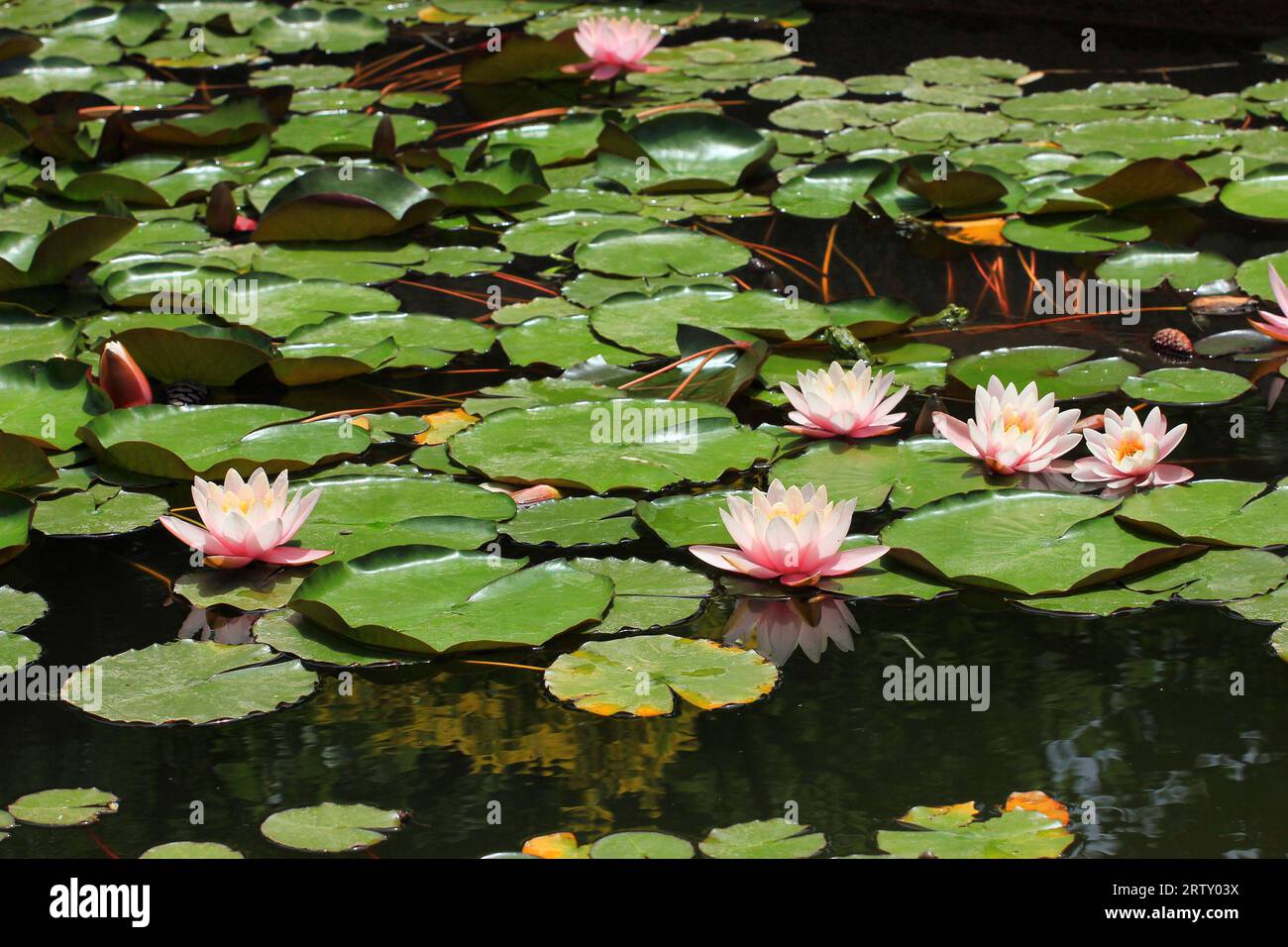 Pool with water lilies hi-res stock photography and images - Alamy