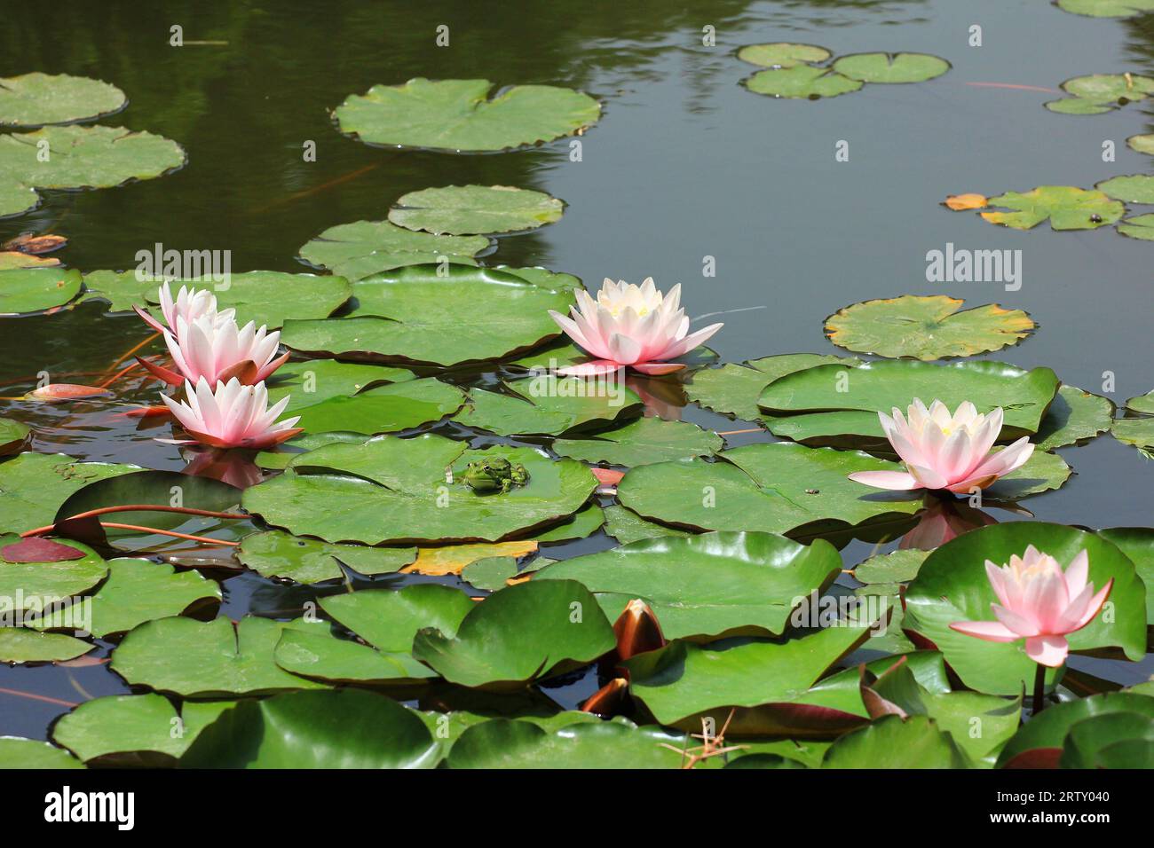 Water lilies in the pool of the botanical garden Stock Photo - Alamy