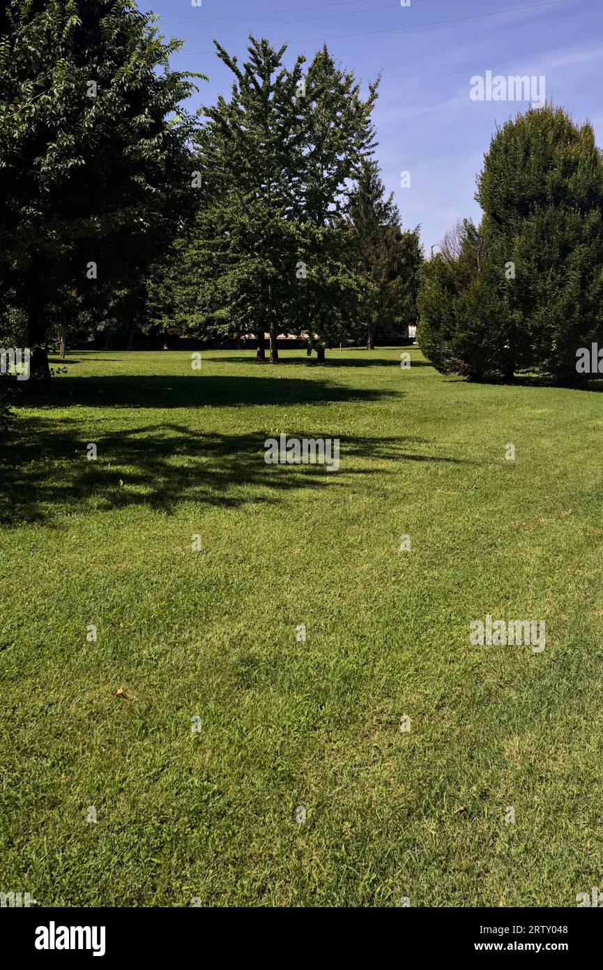 Lawn with trees on a clear sunny day Stock Photo - Alamy