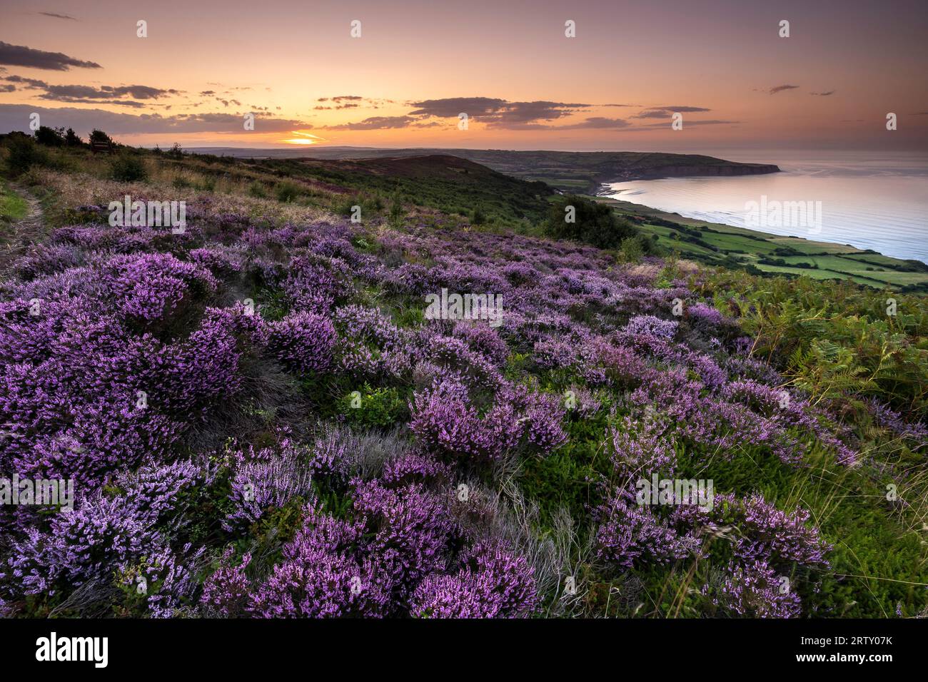 Robin Hoods Bay from Ravenscar in with summer sunset with Heather in ...