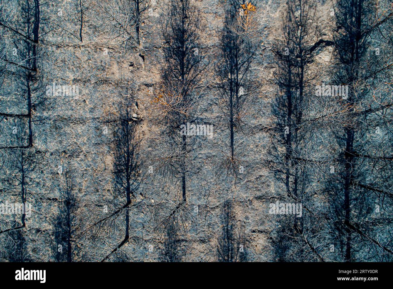 Burnt trees after a forest fire, aerial top view dead black forest ...