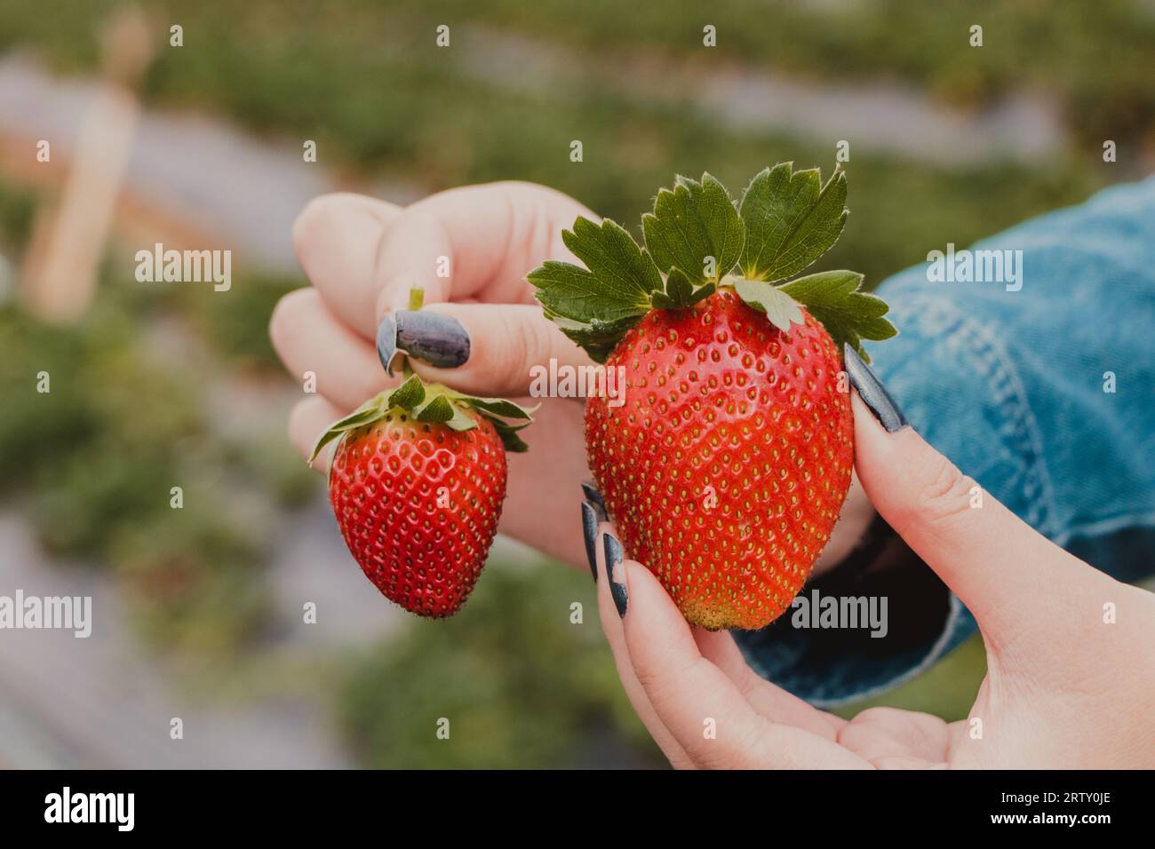 different strawberry sizes at the plantation Stock Photo - Alamy