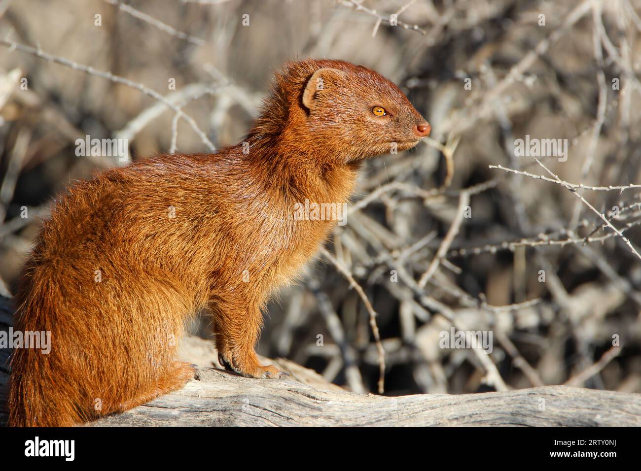 Slender Mongoose or Black-tipped Mongoose, Kgalagadi Transfrontier Park ...