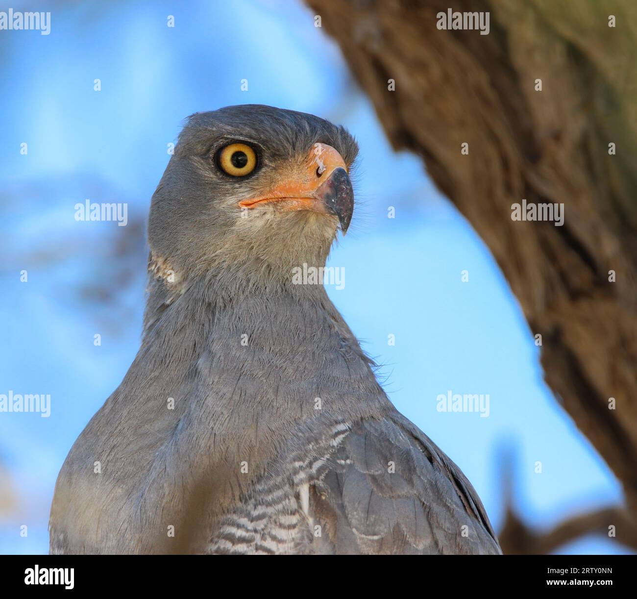 Pale Chanting Goshawk, Kgalagadi, Kalahari, South Africa Stock Photo ...