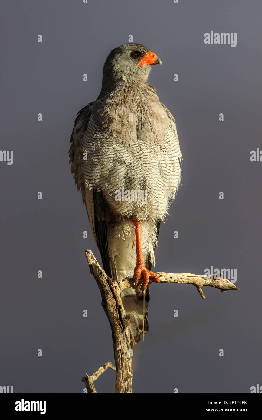 Pale Chanting Goshawk, Kgalagadi, Kalahari, South Africa Stock Photo ...