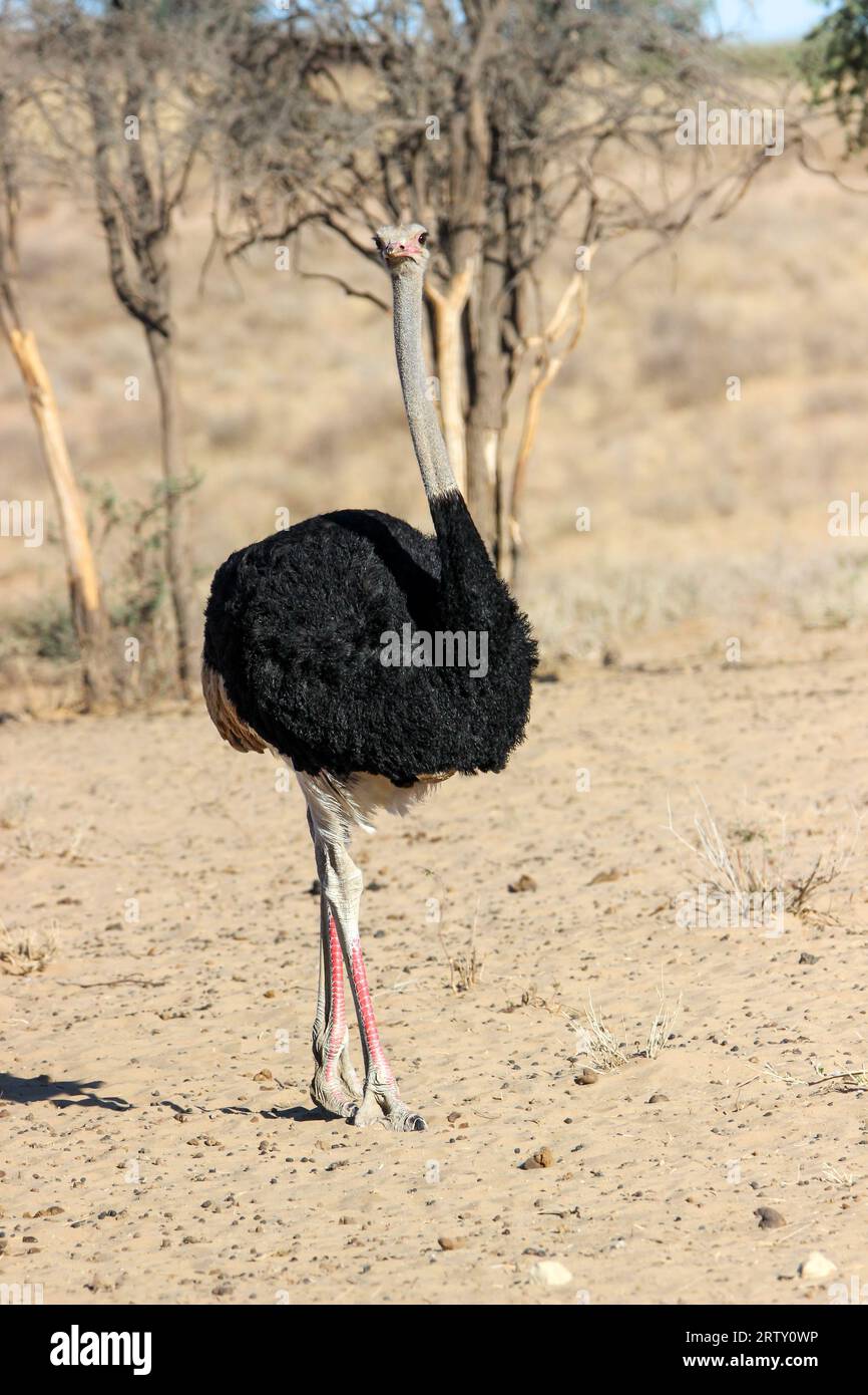 Male Ostrich with red breeding legs, Kgalagadi, Kalahari, South Africa ...