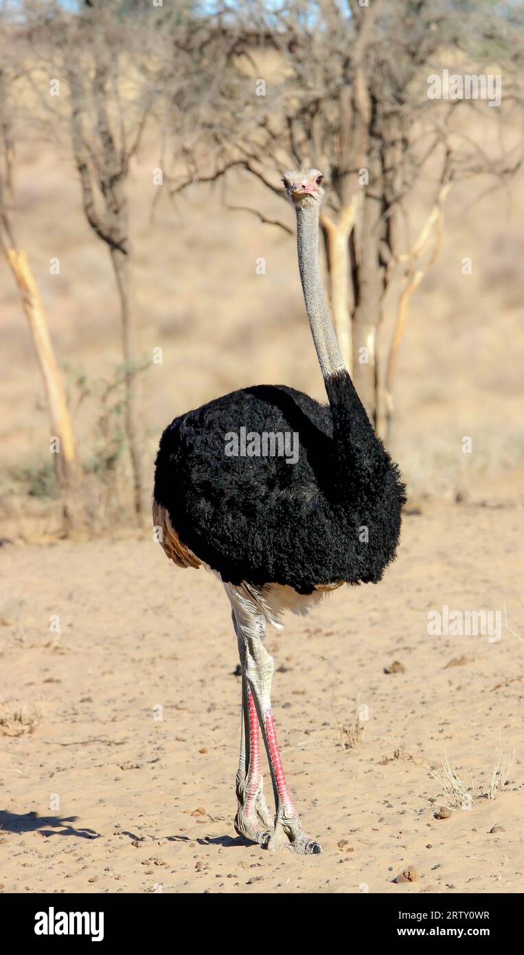 Male Ostrich with red breeding legs, Kgalagadi, Kalahari, South Africa ...
