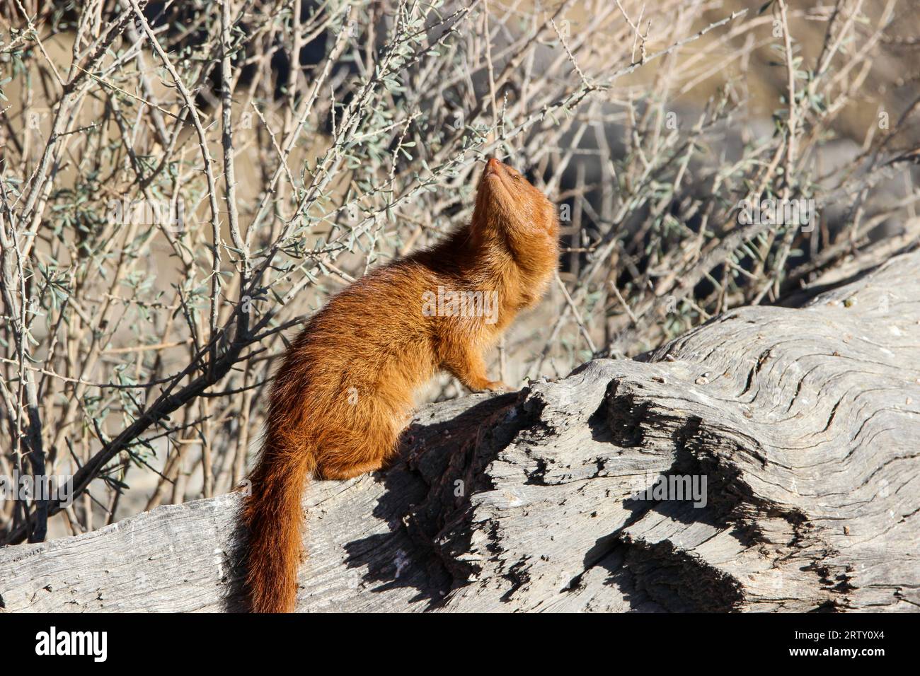 Slender Mongoose or Black-tipped Mongoose, Kgalagadi Transfrontier Park ...