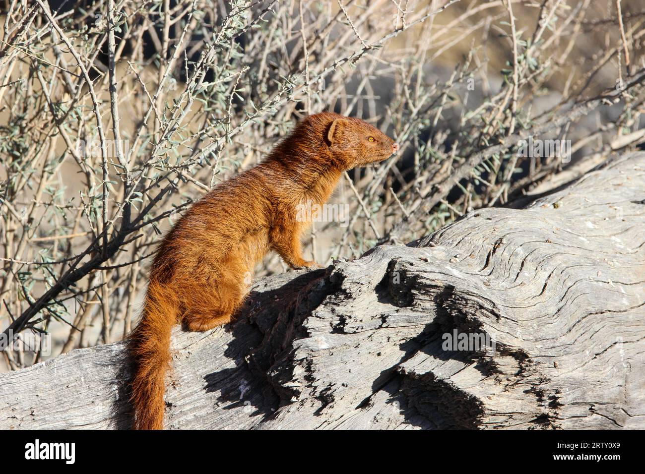 Slender Mongoose or Black-tipped Mongoose, Kgalagadi Transfrontier Park ...