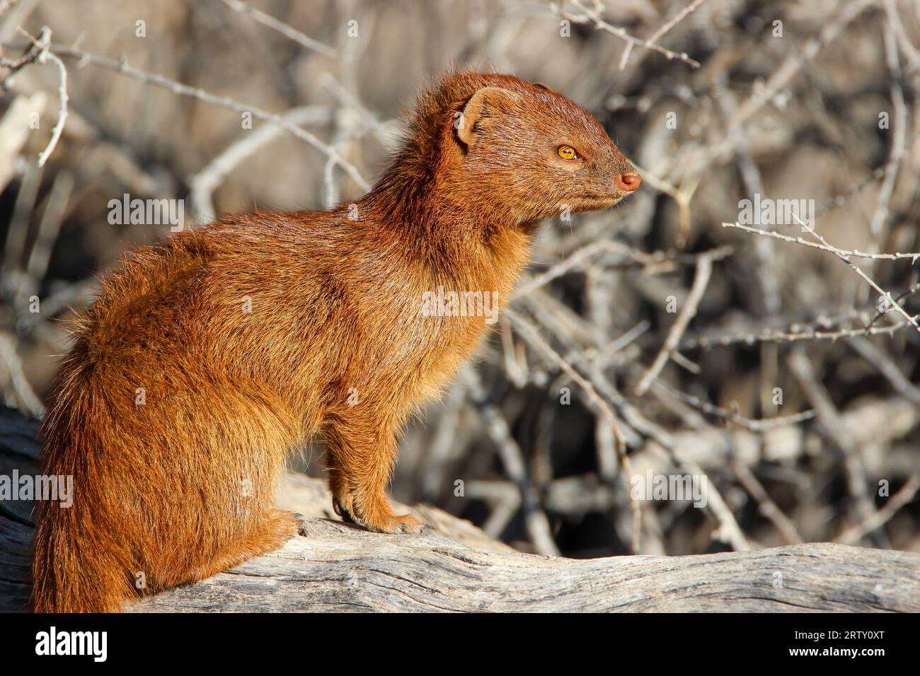 Slender Mongoose or Black-tipped Mongoose, Kgalagadi Transfrontier Park ...