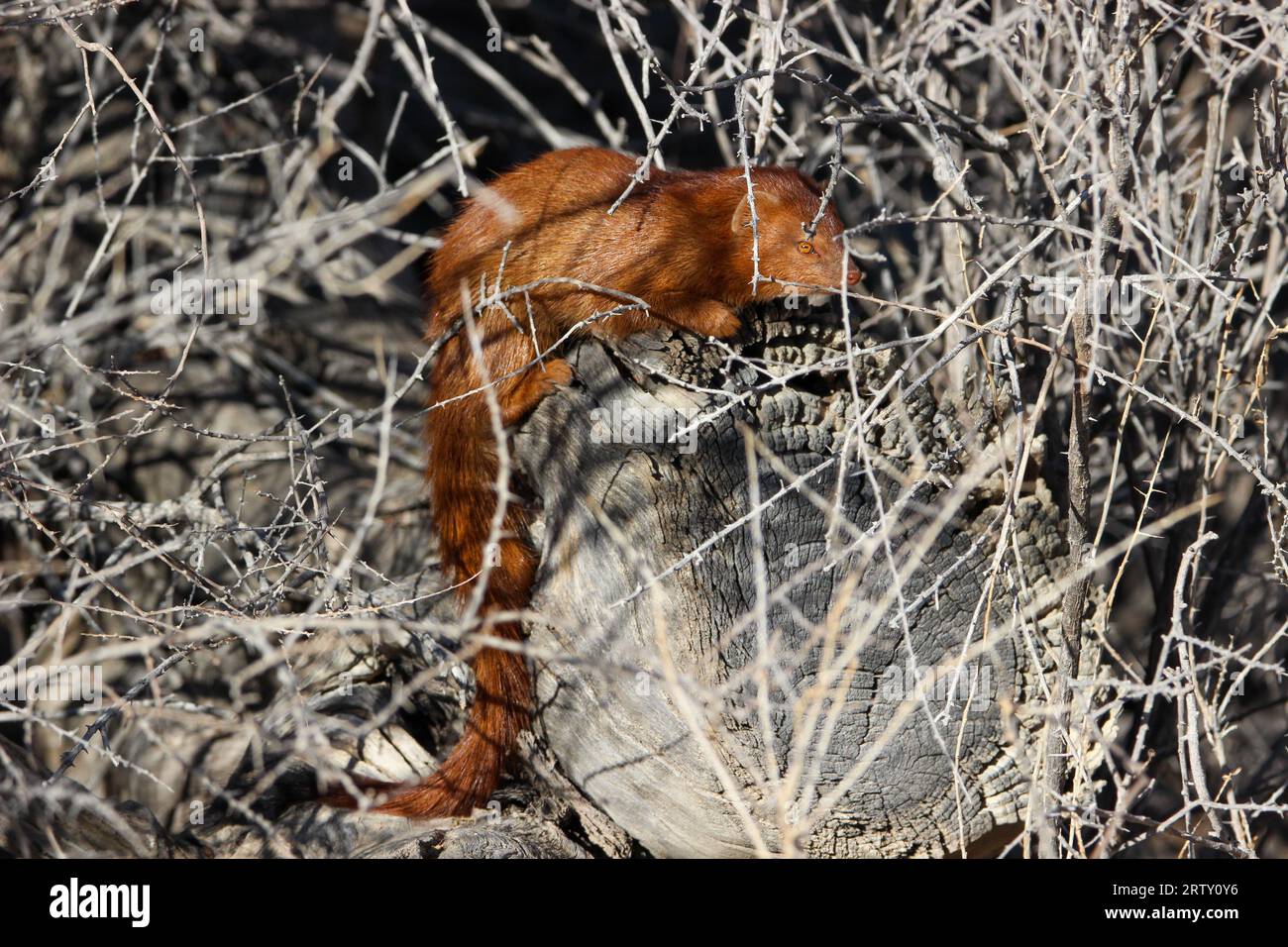 Slender Mongoose or Black-tipped Mongoose, Kgalagadi Transfrontier Park ...