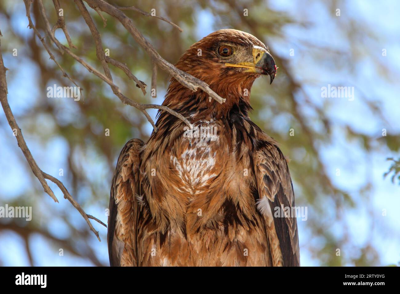 Kalahari ecosystem hi-res stock photography and images - Alamy