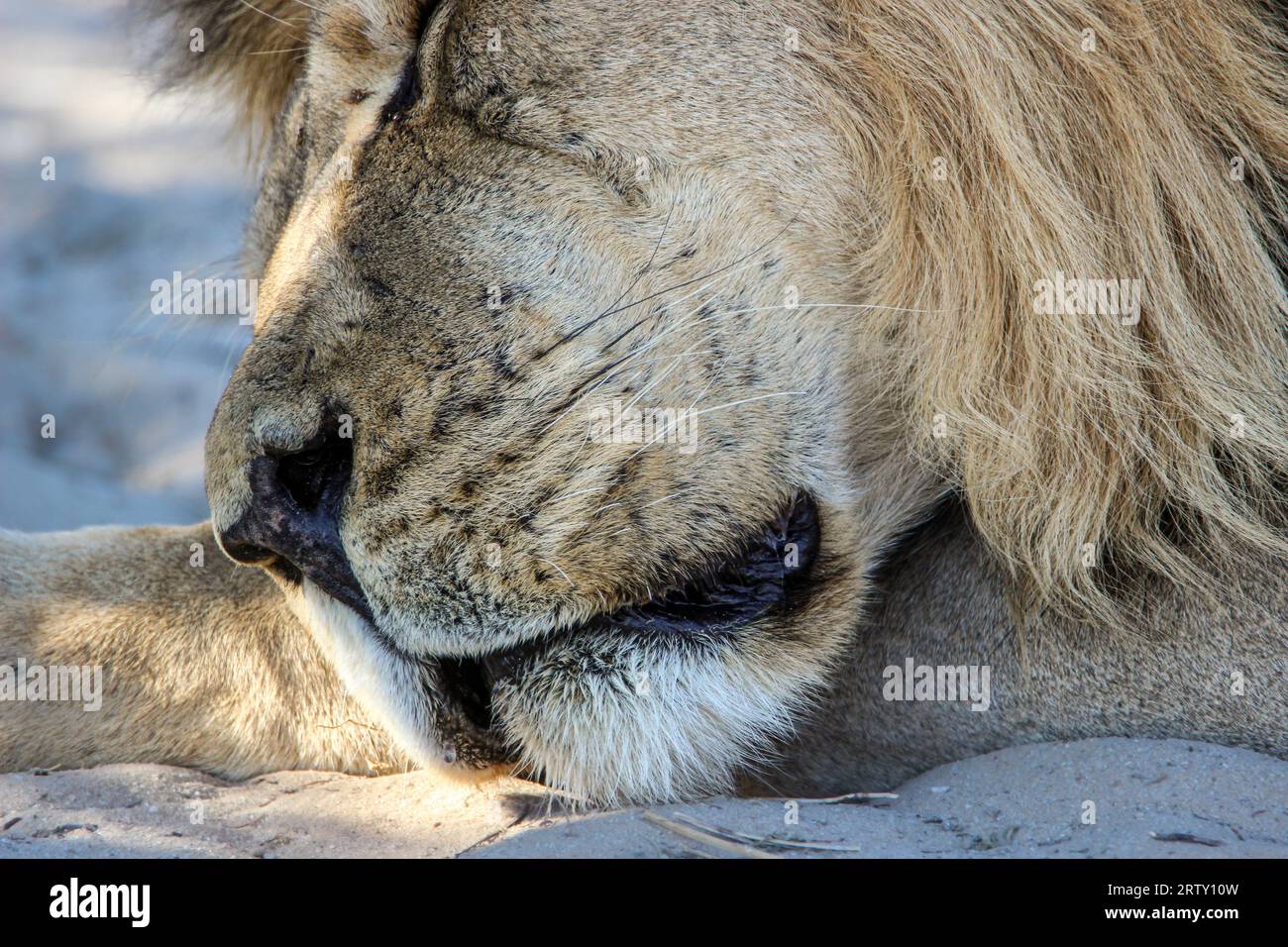 Sleepy male lion, Kgalagadi Transfrontier Park, South Africa Stock ...