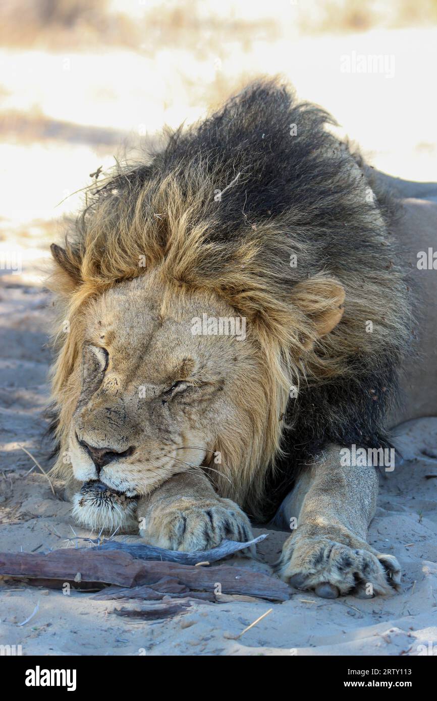 Sleepy male lion, Kgalagadi Transfrontier Park, South Africa Stock ...