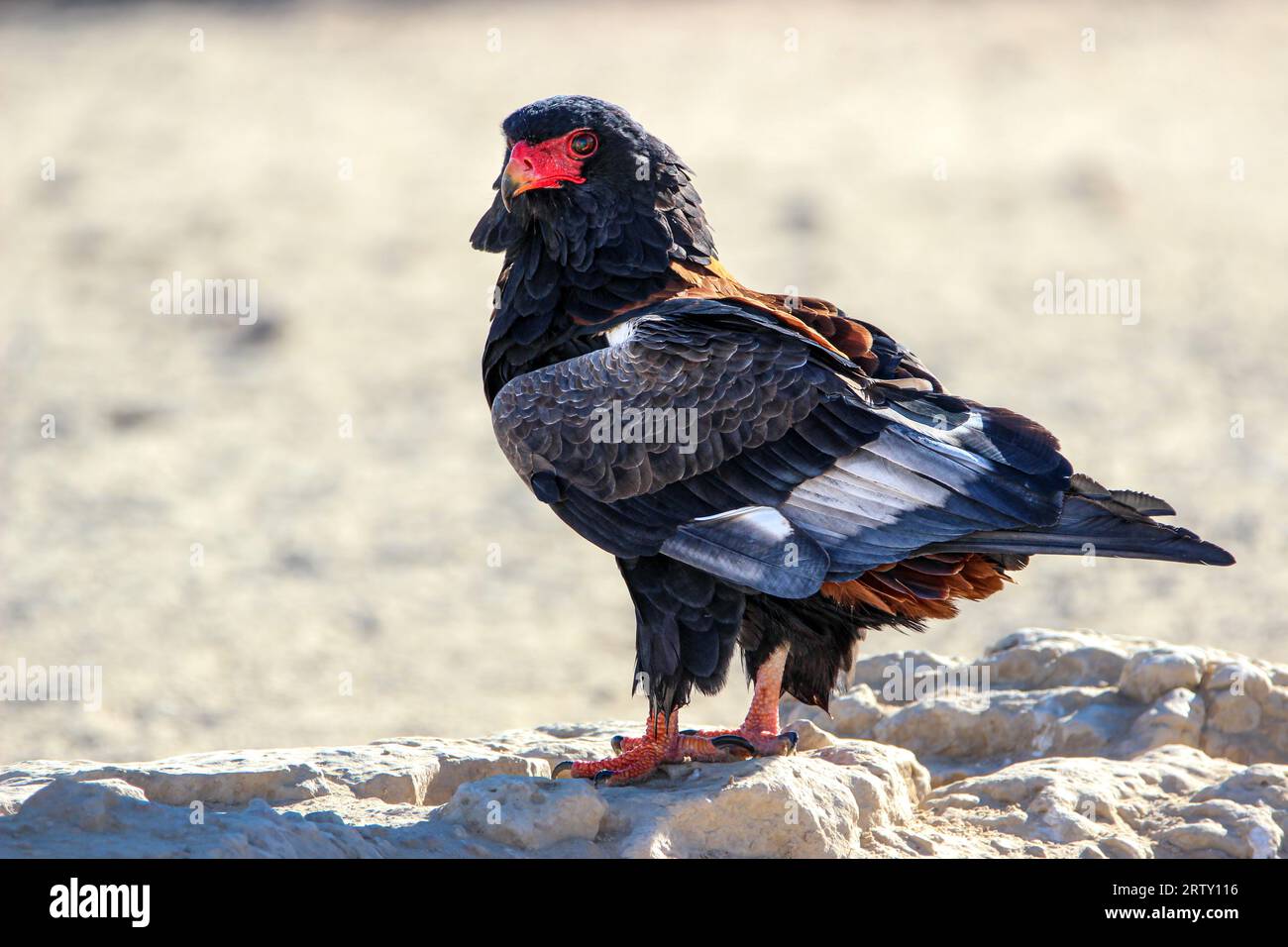 Adult ecosystem hi-res stock photography and images - Alamy