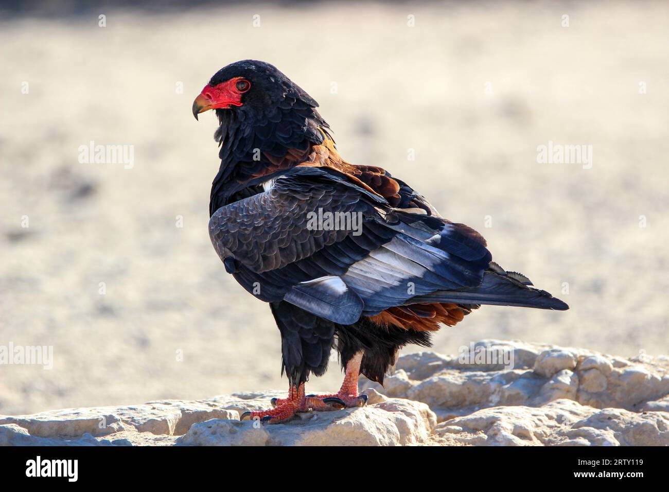 Adult Bateleur Eagle, Kgalagadi Transfrontier Park, South Africa Stock Photo - Alamy