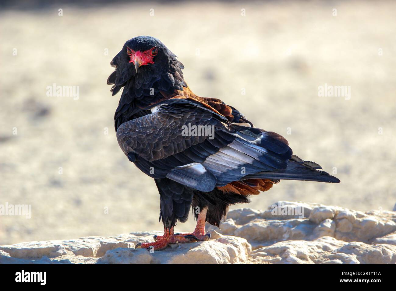 Adult ecosystem hi-res stock photography and images - Alamy