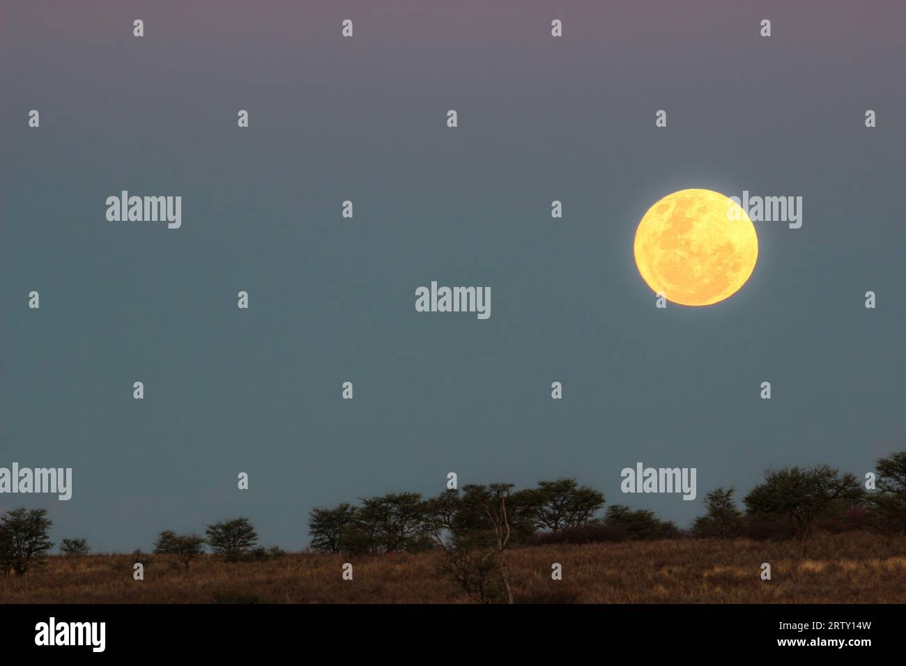 Full moon in the Kgalagadi, Kalahari, South Africa Stock Photo - Alamy