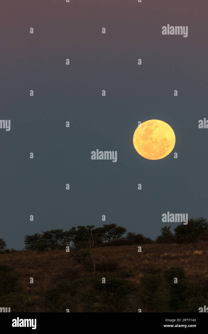 Full moon in the Kgalagadi, Kalahari, South Africa Stock Photo - Alamy