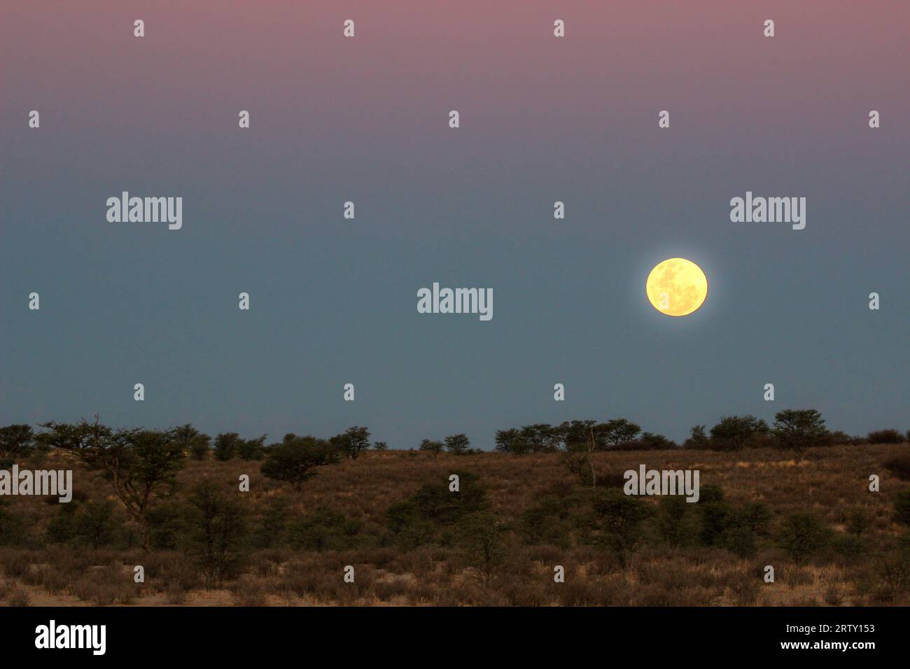 Full moon in the Kgalagadi, Kalahari, South Africa Stock Photo - Alamy