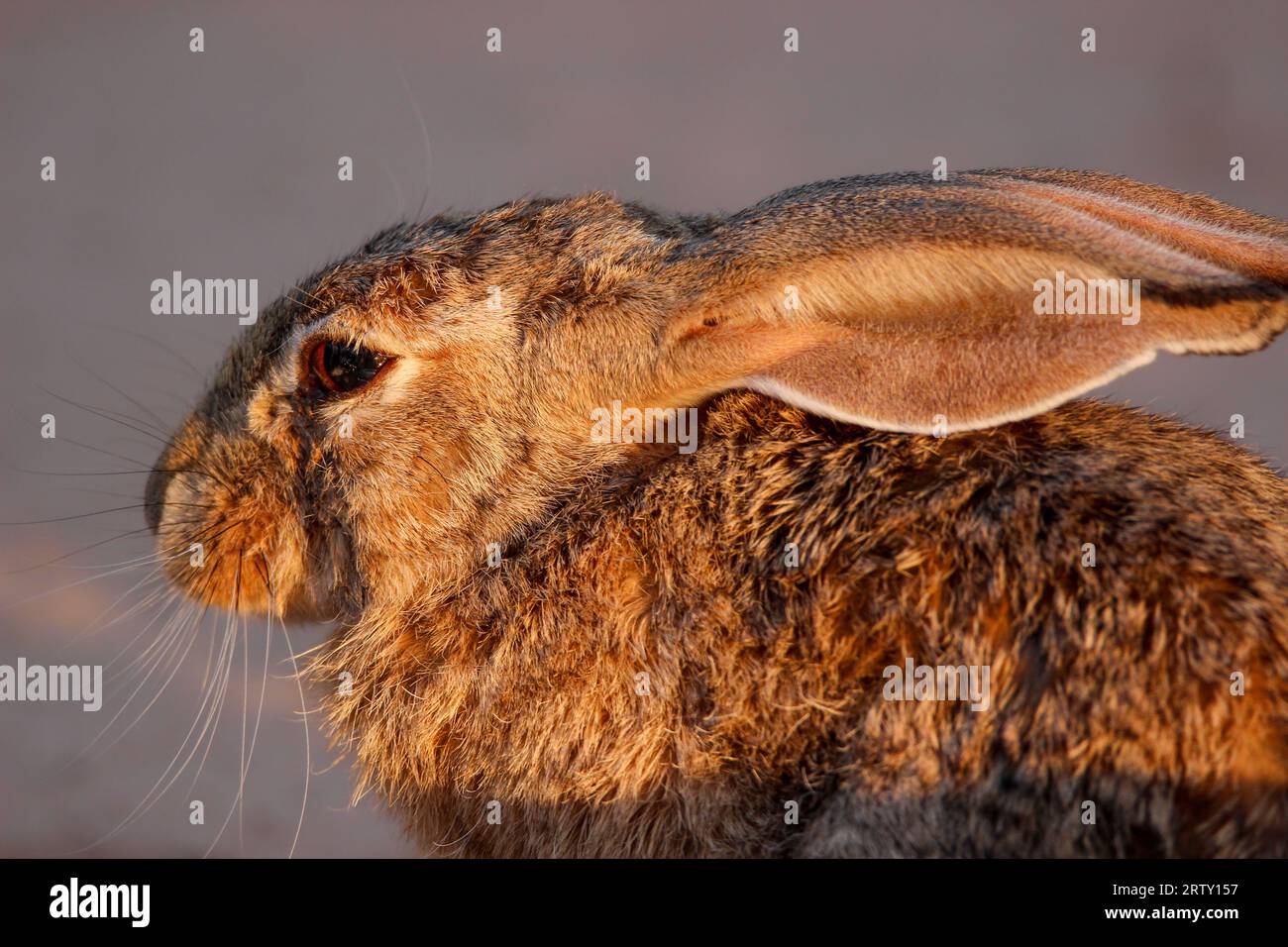 Scrub Hare or Cape Hare in the morning sun, Kgalagadi, Kalahari, South ...