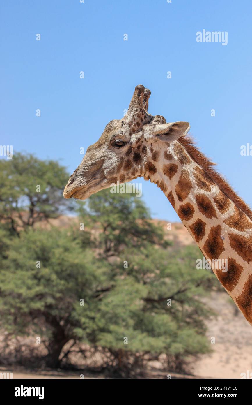 Giraffe in the Kgalagadi Transfrontier Park, Kalahari, South Africa ...