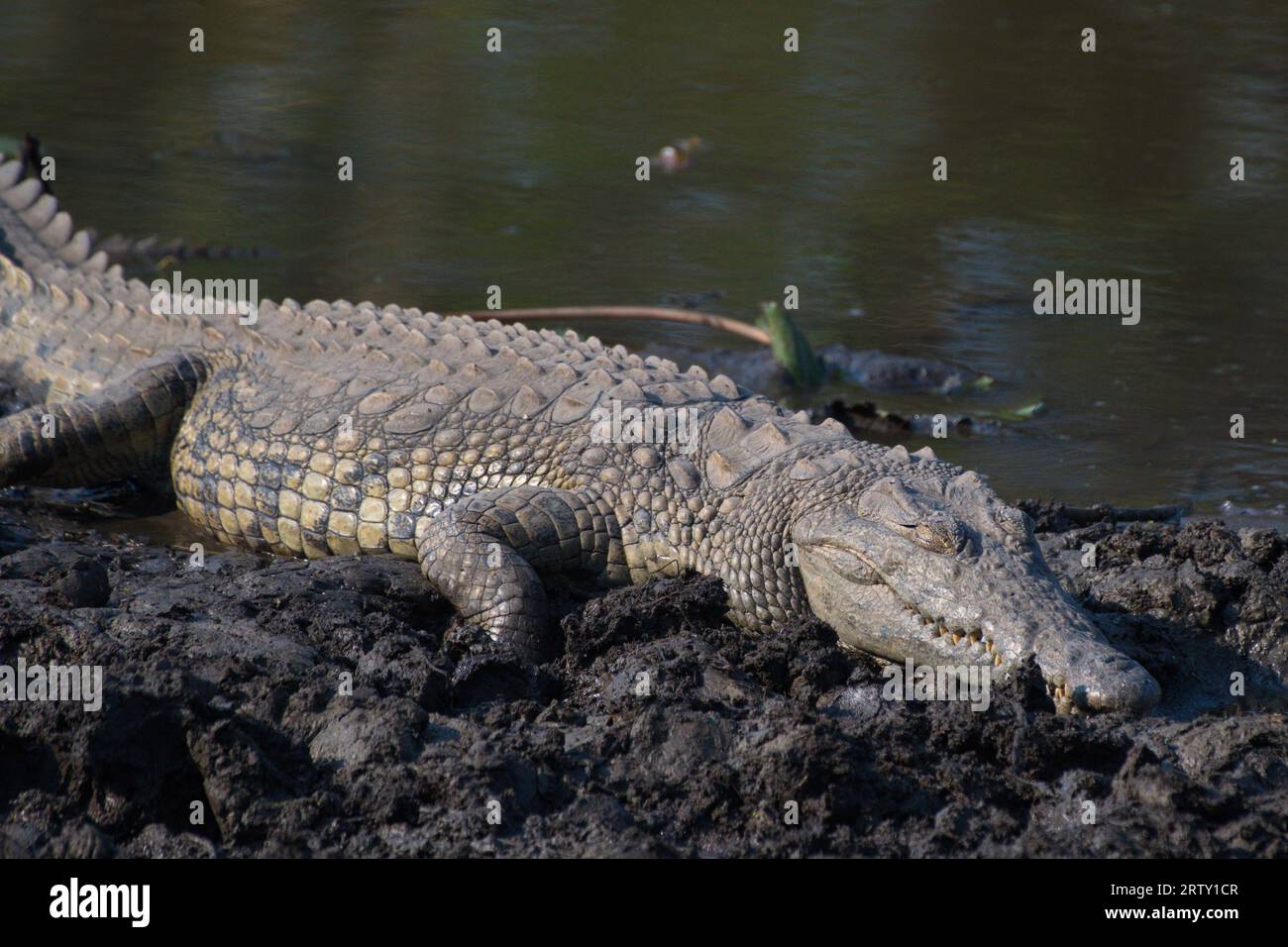 Carnívoro depredador hi-res stock photography and images - Alamy