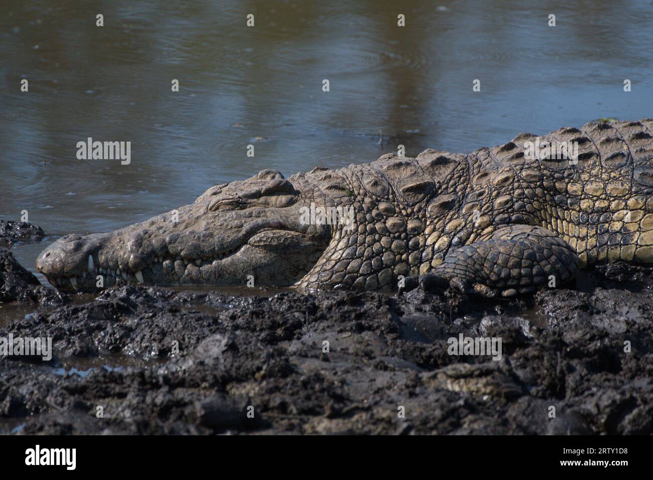 Cocodrilo del nilo cocodrilo del nilo hi-res stock photography and ...