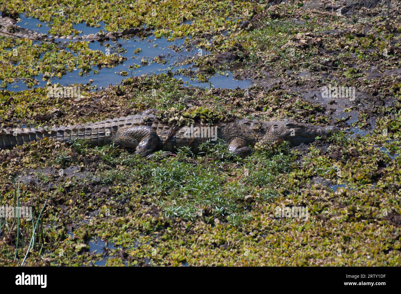 Cocodrilo nilo hi-res stock photography and images - Alamy