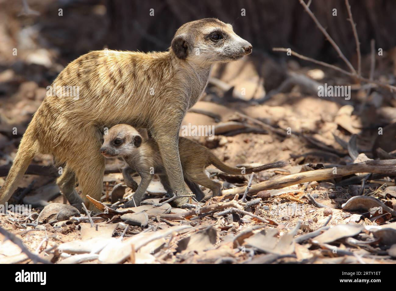 Adult meerkat hi-res stock photography and images - Alamy
